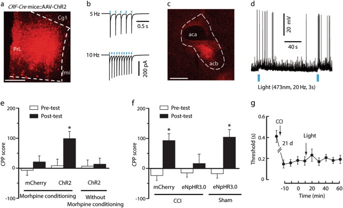 A medial prefrontal cortex-nucleus acumens corticotropin-releasing ...