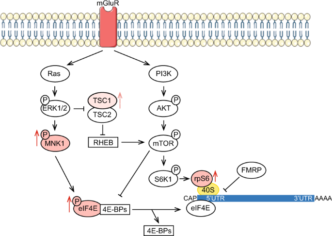 Disruption of mTOR and MAPK pathways correlates with severity in ...