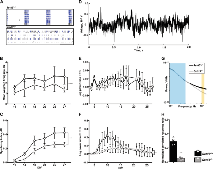 Setd5 haploinsufficiency alters neuronal network connectivity and leads ...