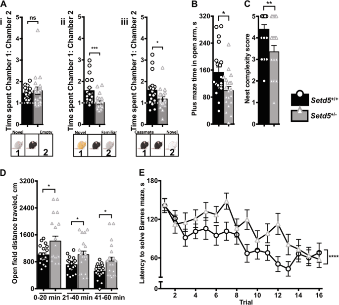 Setd5 haploinsufficiency alters neuronal network connectivity and leads ...