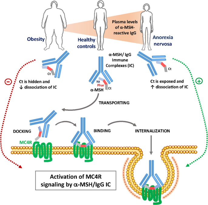 Immunoglobulin G modulation of the melanocortin 4 receptor signaling in ...