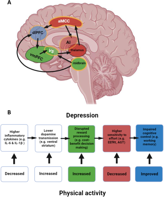 From movement to motivation: a proposed framework to understand the ...