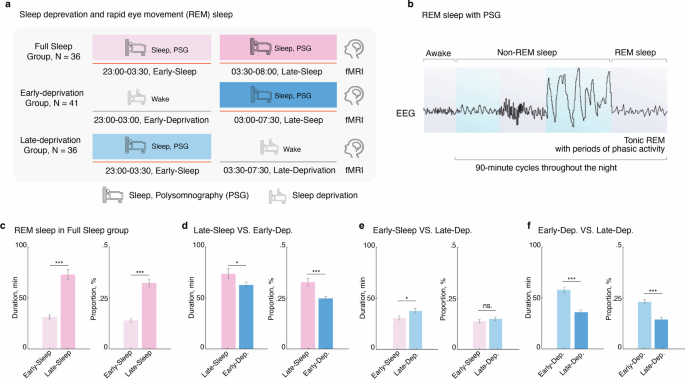 The impact of REM sleep loss on human brain connectivity ...