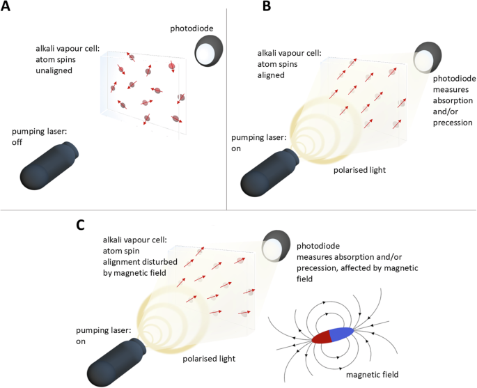 Applications of OPM-MEG for translational neuroscience: a perspective ...