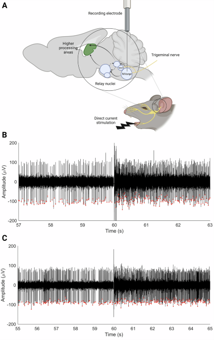 Understanding novel neuromodulation pathways in tDCS: brain stem ...