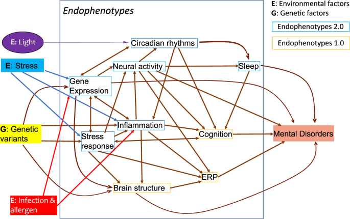 Endophenotype 2.0: updated definitions and criteria for endophenotypes ...
