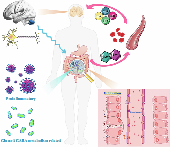 Disruption of the gut microbiota-inflammation-brain axis in unmedicated ...