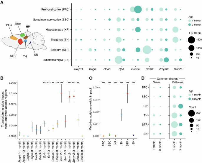 Meta-analysis of the brain transcriptomes of multiple genetic mouse ...