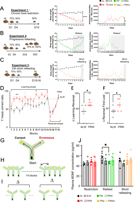 Unraveling the brain expression of bdnf in a mouse model of anorexia ...