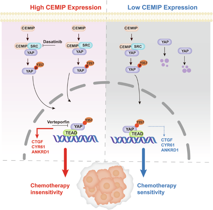 Adaptor protein CEMIP reduces the chemosensitivity of small cell lung ...