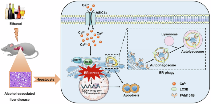 Acid-sensing ion channel 1a promotes alcohol-associated liver disease ...