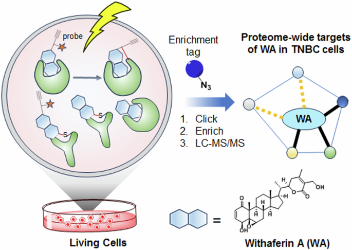 Chemoproteomics reveals proteome-wide covalent and non-covalent targets of withaferin A | Acta ...
