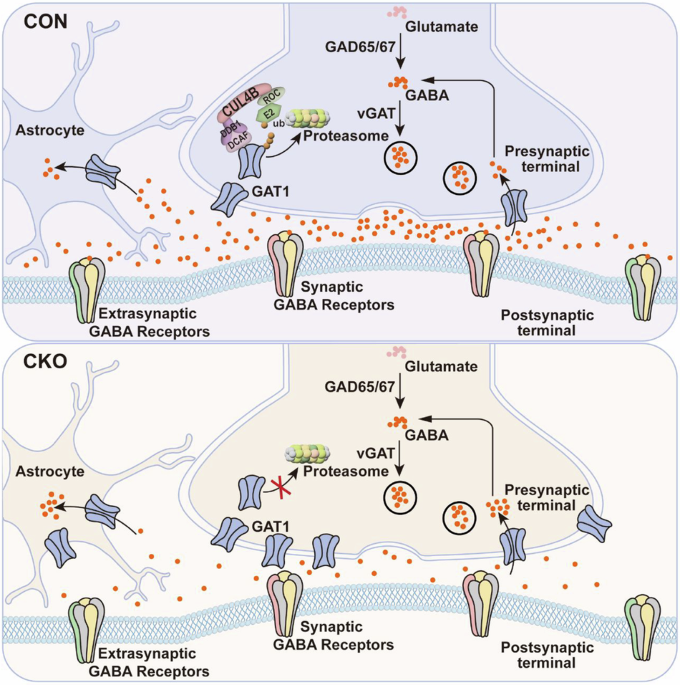 GABA transporter 1 is a promising drug target for CUL4B mutation ...