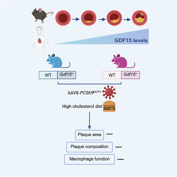 Revisiting the role of GDF15 in atherosclerosis in mouse and human | Acta Pharmacologica Sinica