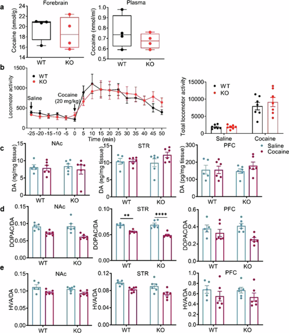 Translin deletion impairs cocaine-induced locomotor sensitization and ...