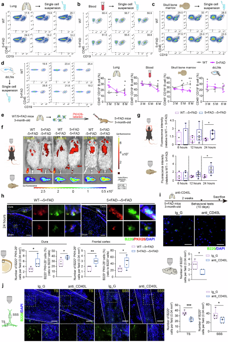 Lung memory B cells ameliorate Alzheimer’s disease-like pathology in 5× ...