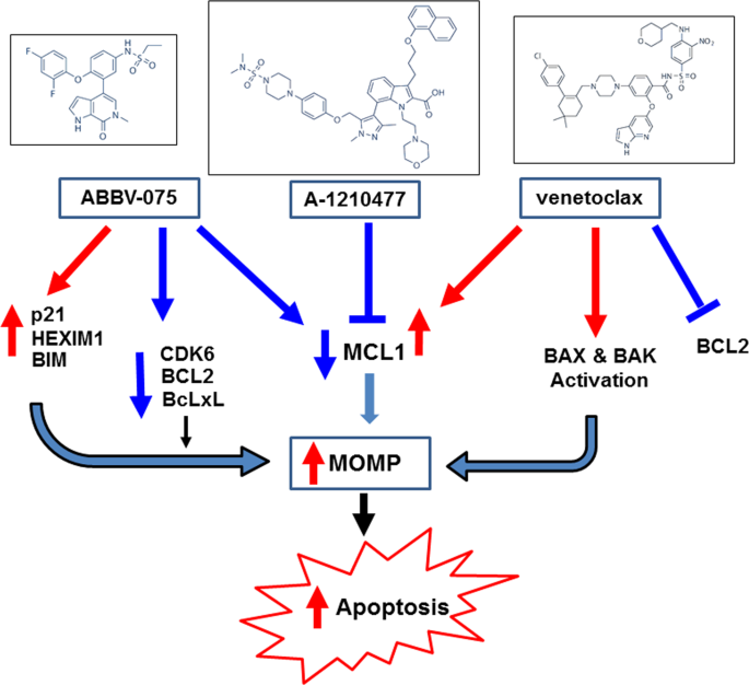 Superior efficacy of cotreatment with BET protein inhibitor and BCL2 or ...