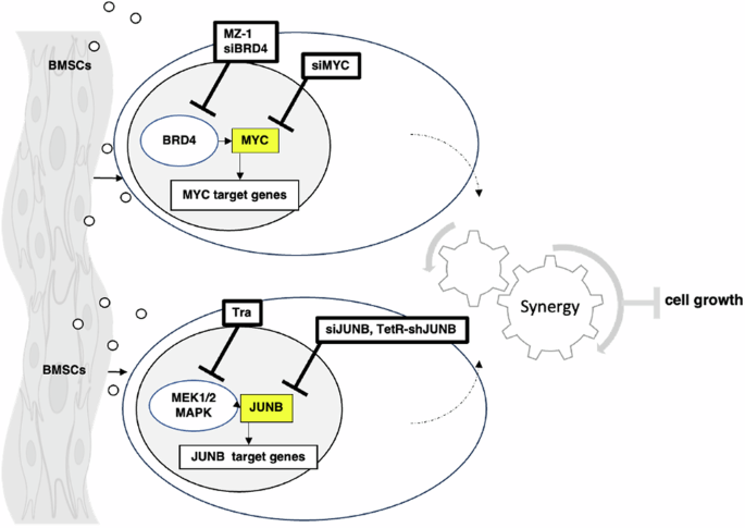 Dual therapeutic targeting of MYC and JUNB transcriptional programs for ...