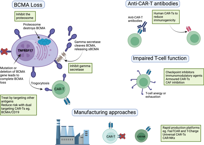 CAR-T cell therapy in Multiple Myeloma: current status and future ...