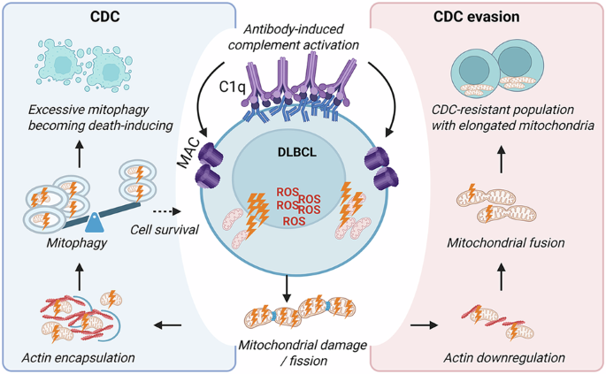 Cytoskeletal dynamics and mitochondrial rearrangements drive cell fate ...