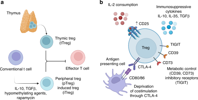 Regulatory T cell therapy for Graft-versus-Host Disease | Bone Marrow ...