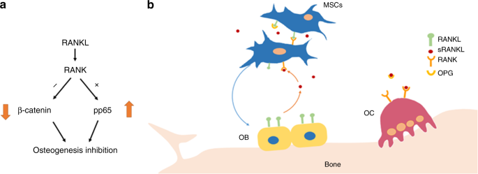 RANKL signaling in bone marrow mesenchymal stem cells negatively ...