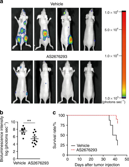 Efficacy of an orally active small-molecule inhibitor of RANKL in bone ...