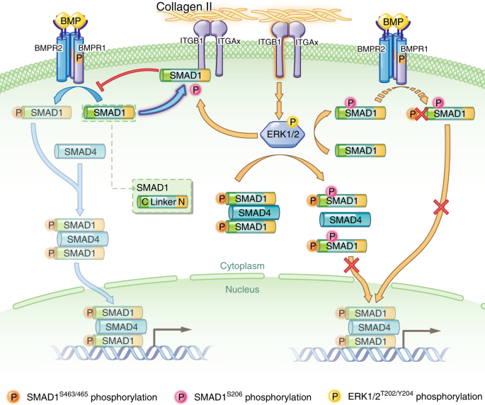 Collagen type II suppresses articular chondrocyte hypertrophy and ...