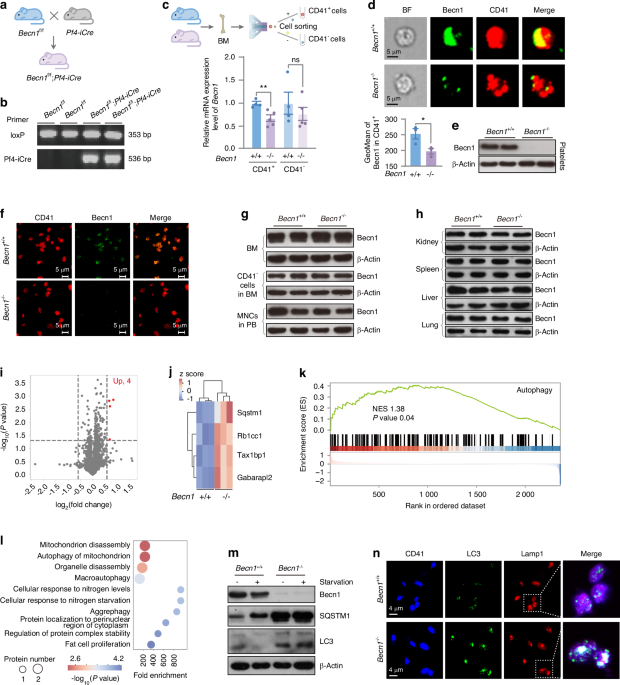 Beclin 1 of megakaryocytic lineage cells is locally dispensable for ...