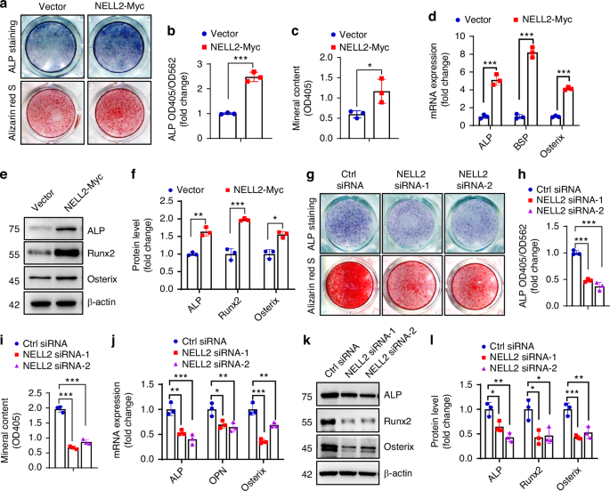 NELL2, a novel osteoinductive factor, regulates osteoblast ...