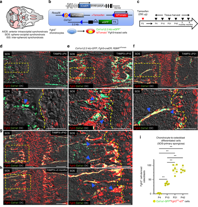 RUNX2 is essential for maintaining synchondrosis chondrocytes and ...