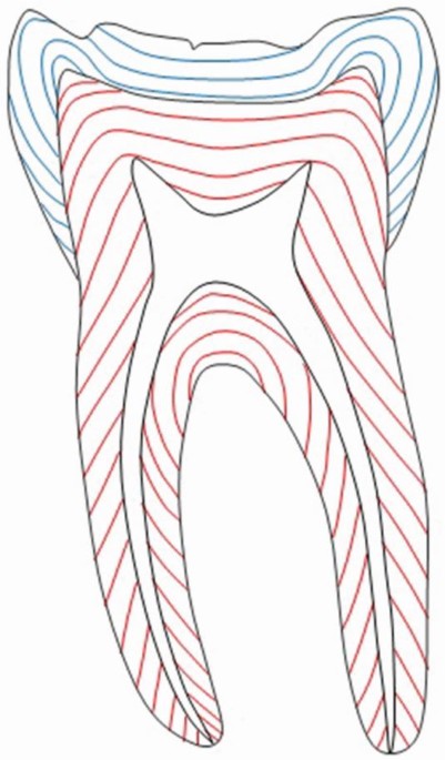 Visualisation of dental anatomy in CBCT scans: Part 1 | British Dental ...