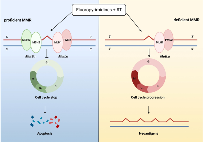 Mismatch Repair system protein deficiency as a resistance factor for ...