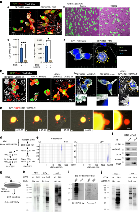 Cell-cell contact-dependent secretion of large-extracellular vesicles ...