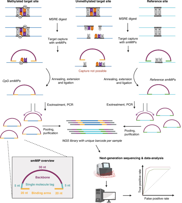 IMPRESS: Improved methylation profiling using restriction enzymes and smMIP sequencing, combined ...