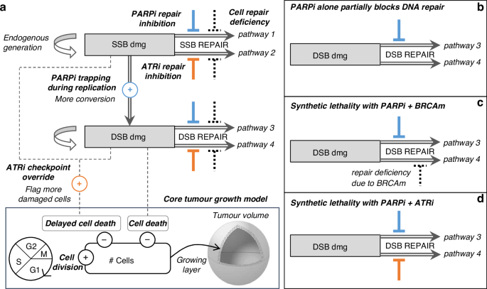 Semi-mechanistic efficacy model for PARP + ATR inhibitors—application ...
