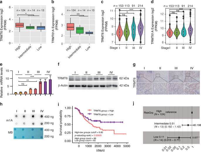m1A methylase TRMT6 promotes neuroblastoma development by demethylating ...
