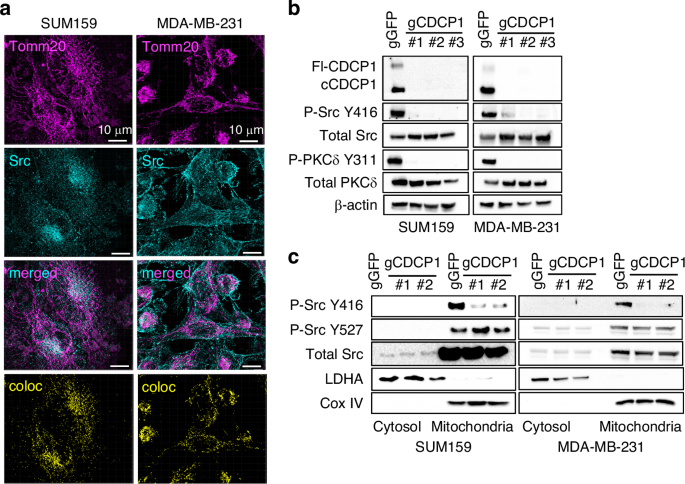 CDCP1/mitochondrial Src axis increases electron transport chain ...