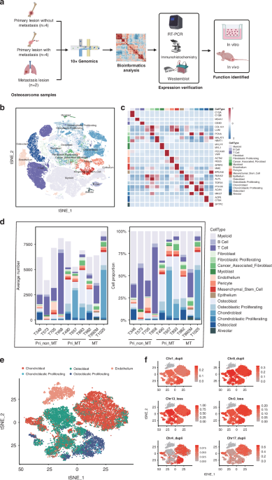 ENO1 promotes cancer metastasis via stimulating metabolism ...