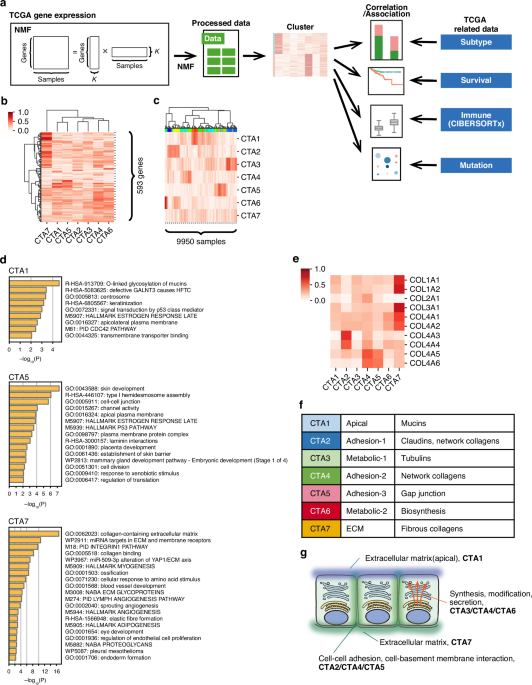 Pan-cancer analysis of RNA expression signatures associated with cancer ...