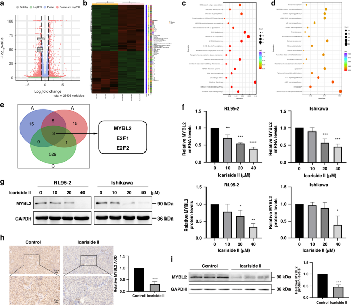 Prognostic value of MYBL2 and its potential implications for ...