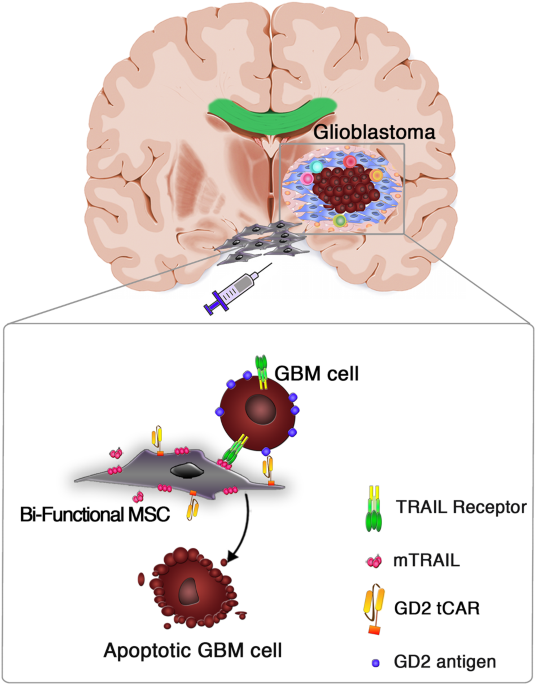 Targeting GD2-positive glioblastoma by chimeric antigen receptor ...