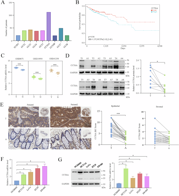 CCT6A promotes cell proliferation in colon cancer by targeting BIRC5 ...