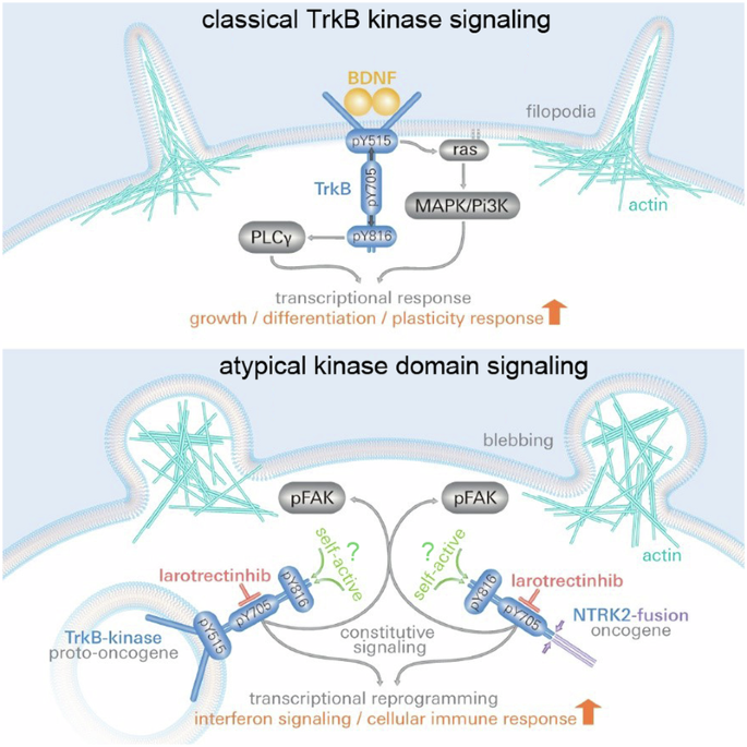 Atypical cellular responses mediated by intracellular constitutive ...