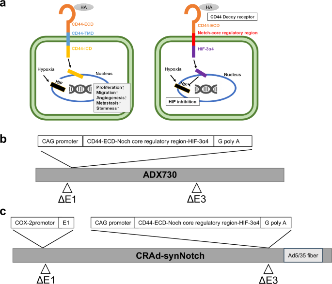 A conditionally replicative adenovirus vector containing the synNotch ...