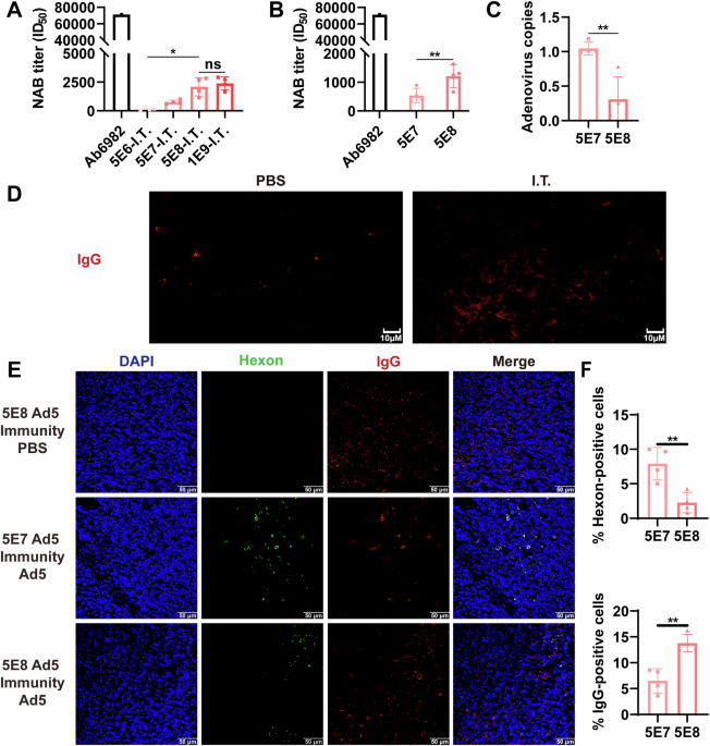 Chimeric Ad5/35 oncolytic adenovirus overcome preexisting neutralizing ...