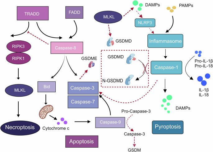 PANoptosis in cancer: molecular mechanisms and therapeutic potential ...