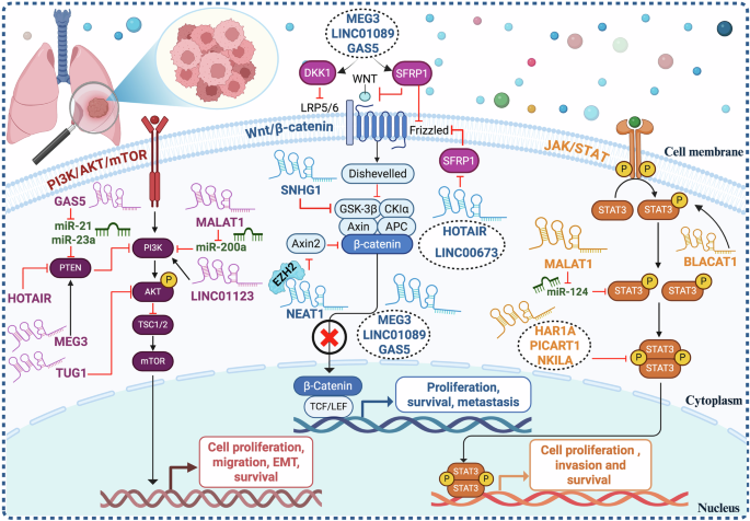 Long non-coding RNAs and signaling networks in non-small cell lung cancer: mechanistic insights ...