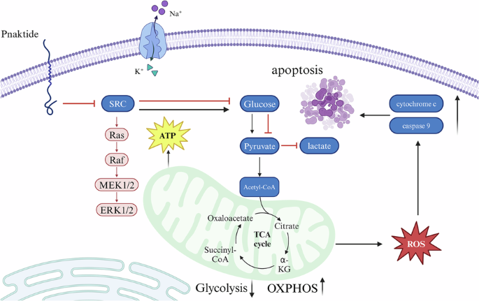 pNaktide reverses metabolic reprogramming and disease progression of ...