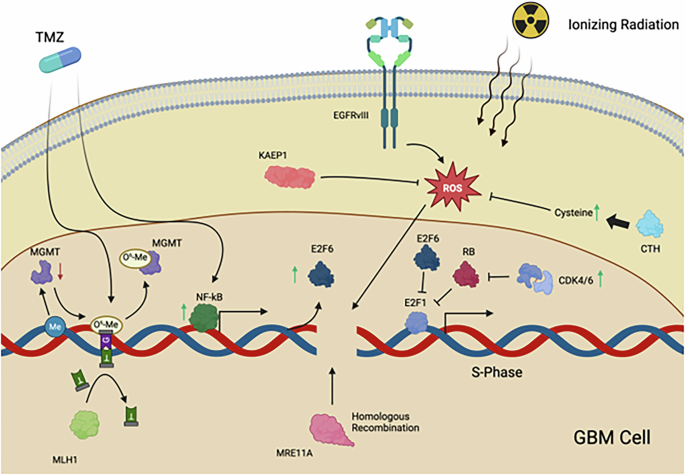 Defining treatment-resistant brain cancer: Genetic screening to ...